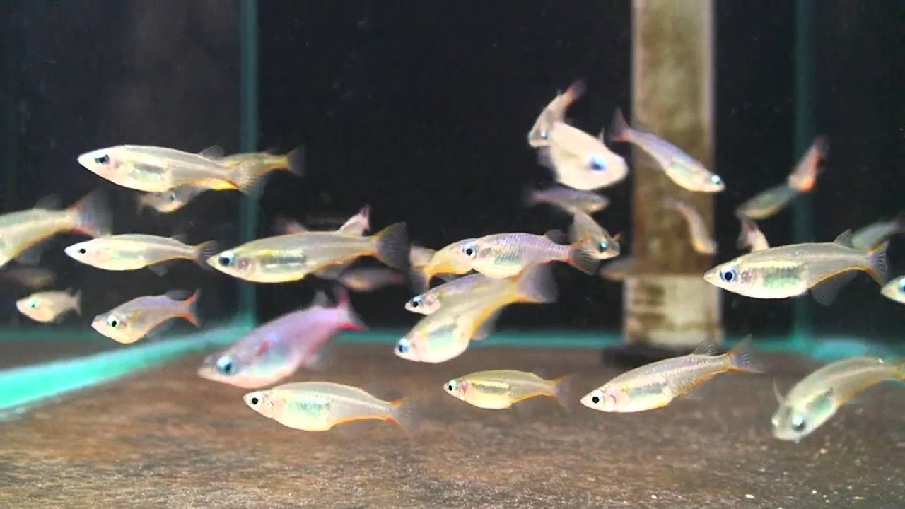 Daisy Rice Fish - -Oryzias woworae 4/27 (First Auction) - YouTube