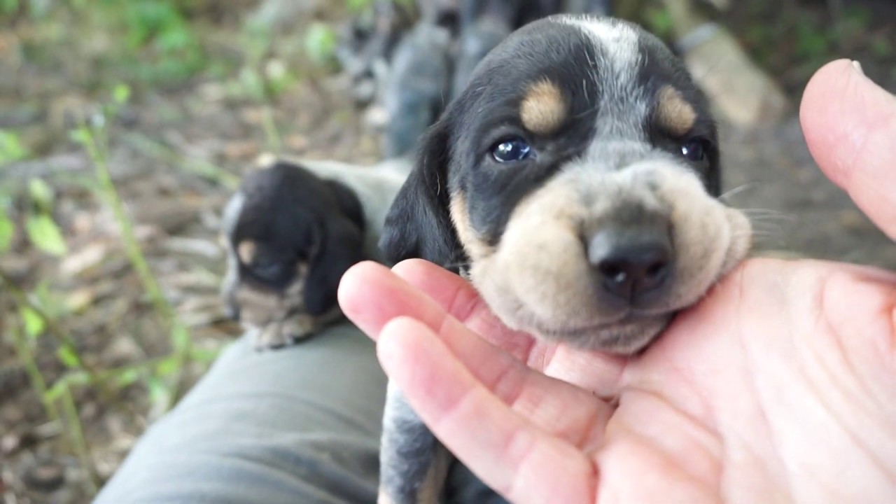 Bluetick Coonhound Is A Mixed Breed