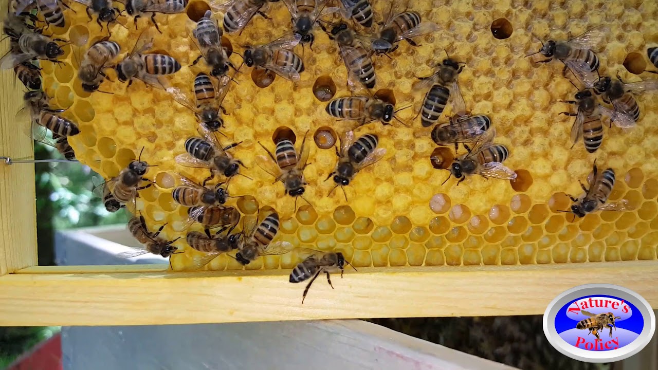 Moving The Bees From The Swarm Trap to Their Hive...Part two to what to ...