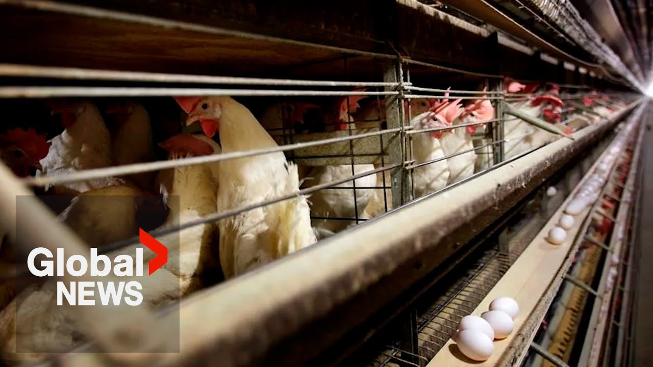 US confirms 1st severe bird flu case, California declares state of ...