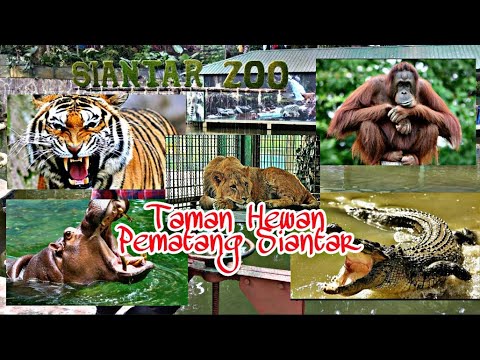 Wisata Taman Hewan Pematang Siantar | SIANTAR ZOO - YouTube
