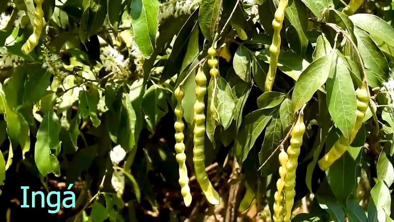 INGAZEIRO Frutos, INGA, INGÁ FEIJÃO (INGA MARGINATA), FAZER MUDAS ...