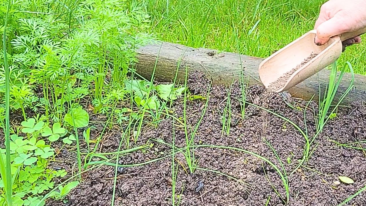 Weeding and feeding between rain showers - YouTube