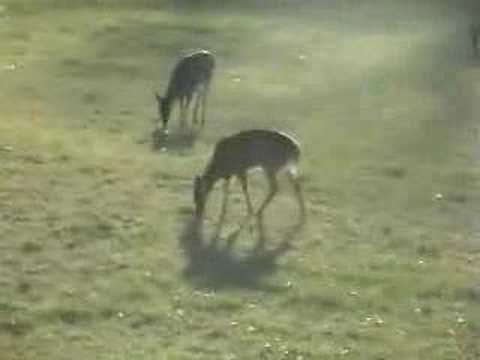 Dead Doe - YouTube