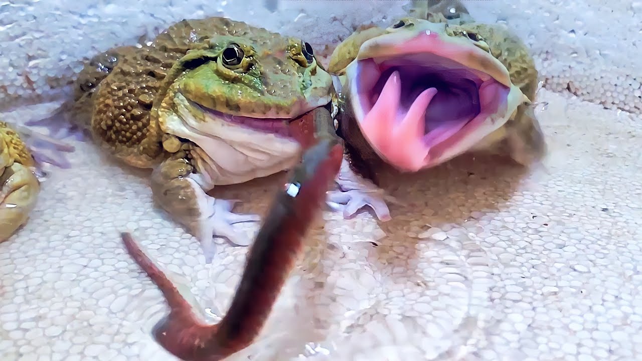 Giant Asian Bullfrog Eats Big Snake! Mr Frog Live Feeding - YouTube