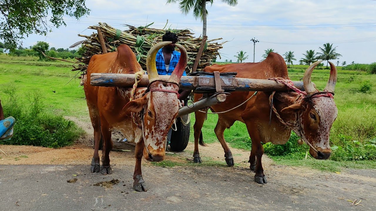 Bullock Cart heavy Loaded pulling | Indian Bullock Cart - YouTube