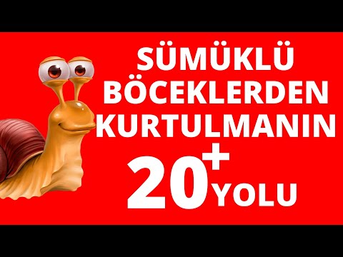 SÜMÜKLÜ BÖCEKLERDEN KURTULMA YÖNTEMLERİ -20+ DOĞAL YÖNTEM SALYANGOZ SÜLÜK DOĞAL İLAÇLAR