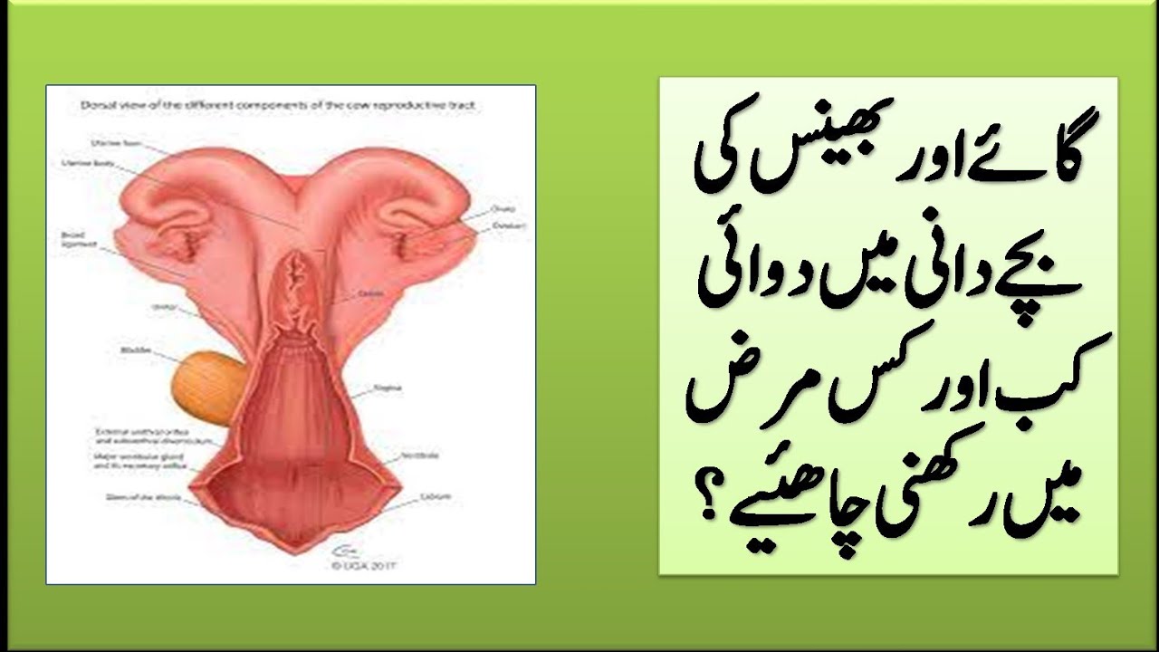 Treatment of Uterine infection in Cattle |Antibiotics for Uterine ...