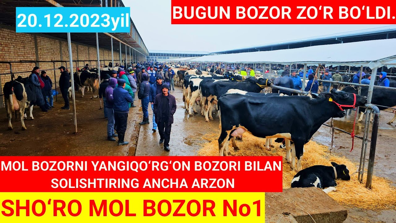 SHO‘RO MOL BOZOR SIGIRLARNI NARXLARI BILAN TANISHING. BUGUN BOZOR ZO‘R ...