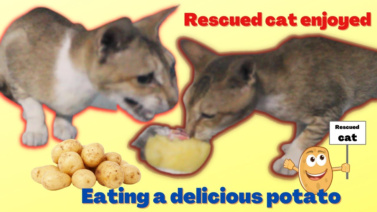 Funny Rescued Cat Eating Potato and Meowing for More| - YouTube
