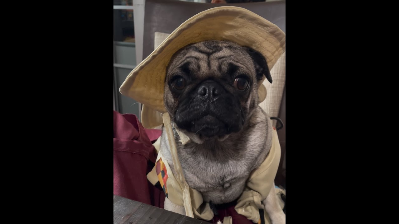 Abby the talking Pug - YouTube
