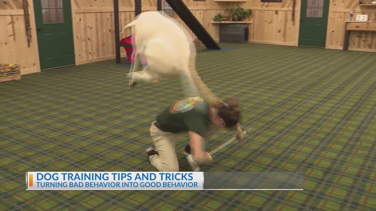Dog training tips and tricks - YouTube