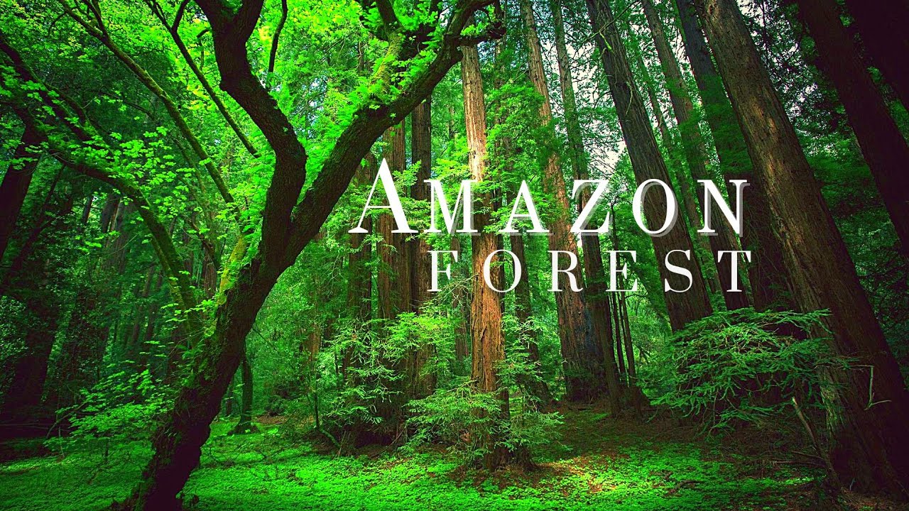Amazon Rainforest | Amazon Jungle | Amazon Wildlife | Natural World 4 k ...