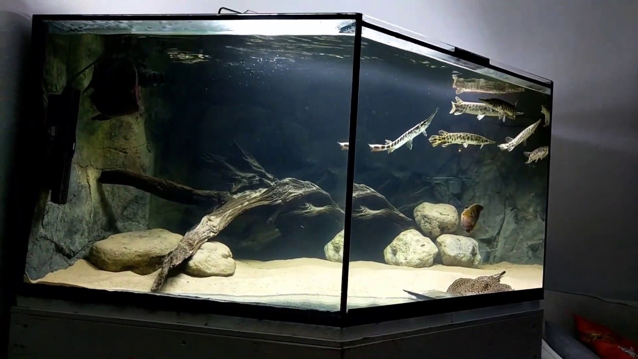 Hexagon shaped tank, 1000+ liters, monsterfish community feeding - YouTube