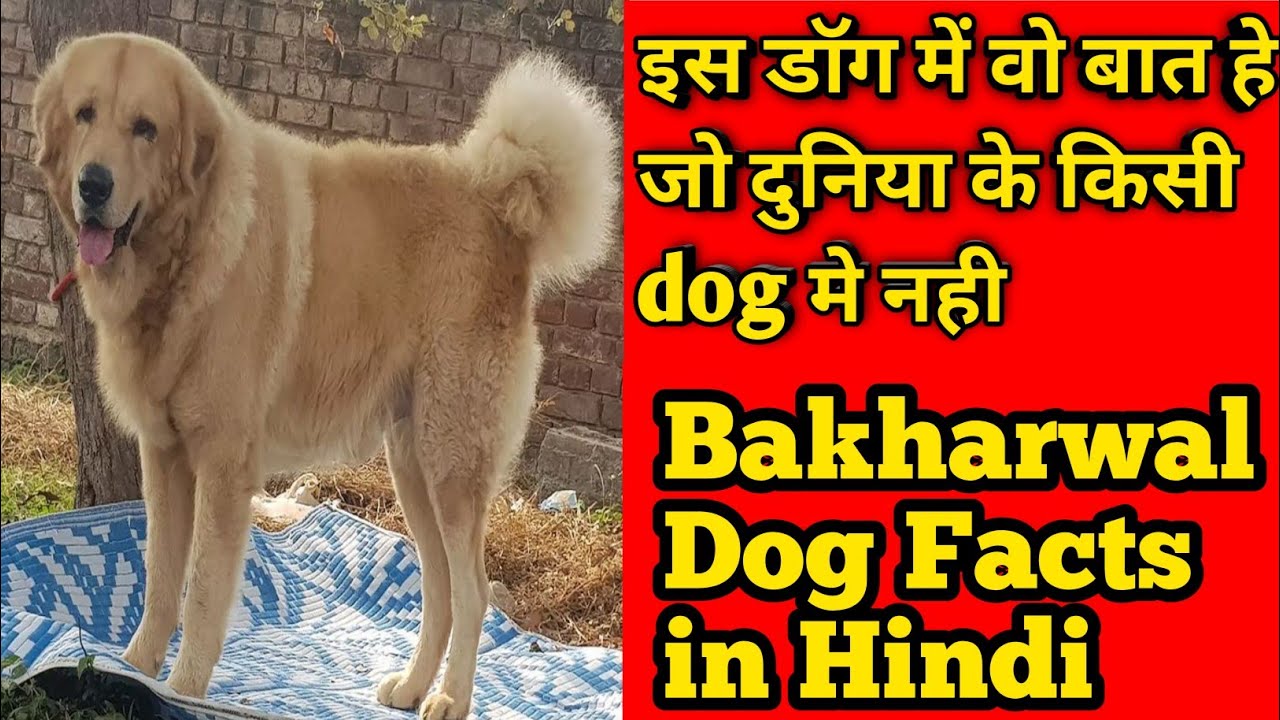 Bakharwal dog || bakharwal dog puppy facts in hindi || kashmiri sheep ...