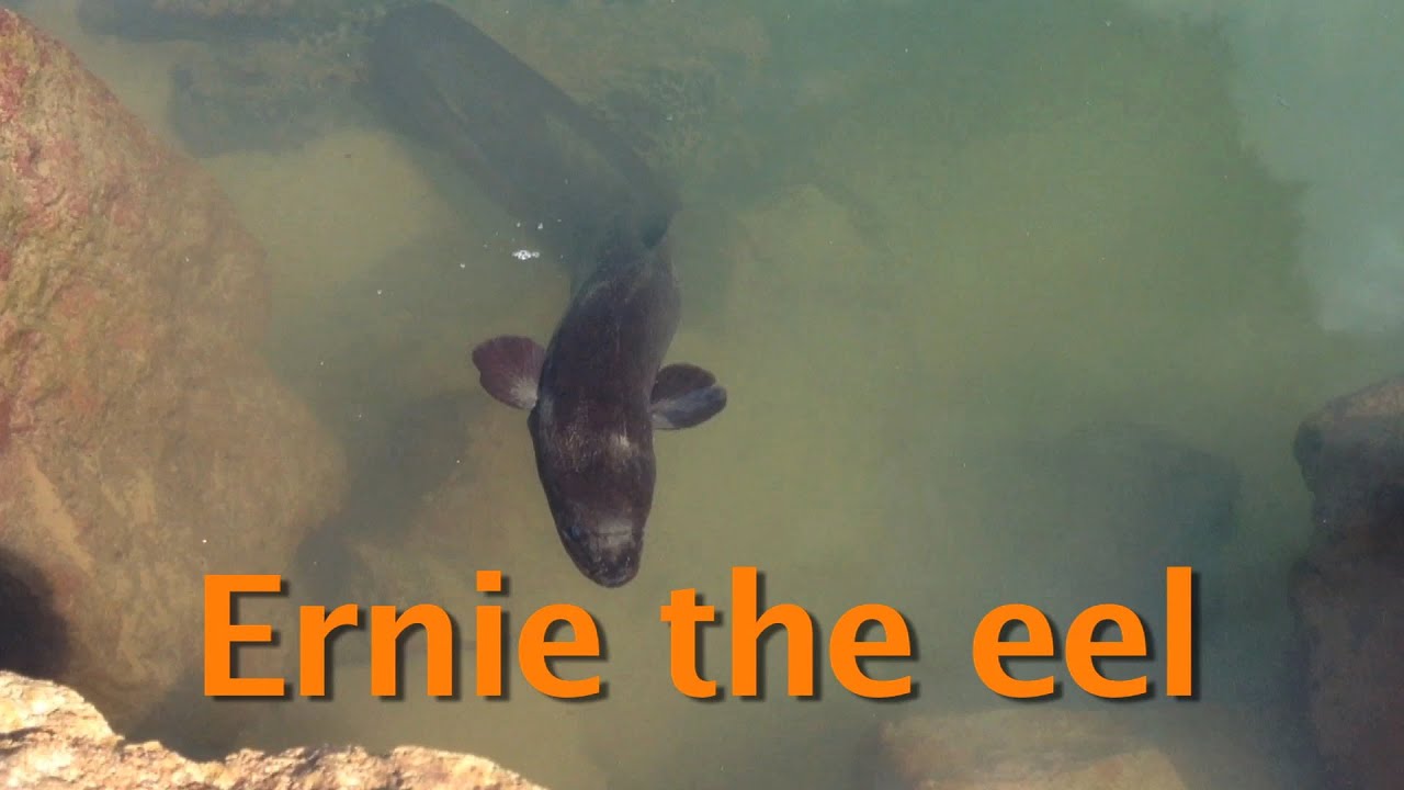 Ernie the friendly eel - YouTube