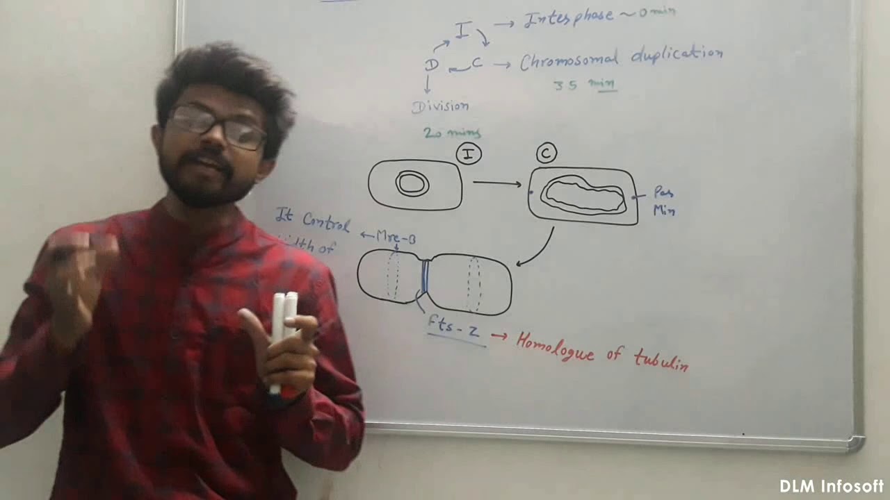 Bacterial cell cycle - YouTube