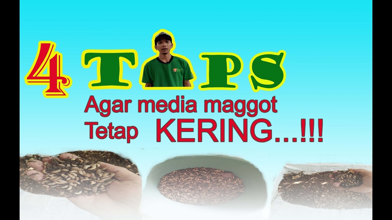 9.Tips agar media maggot tidak basah,kok bisa ternyata begini caranya ...