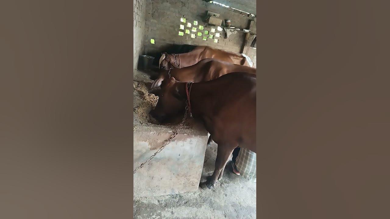 Cow feeding time #pal dairy farm #viral#video #like and subscribe - YouTube