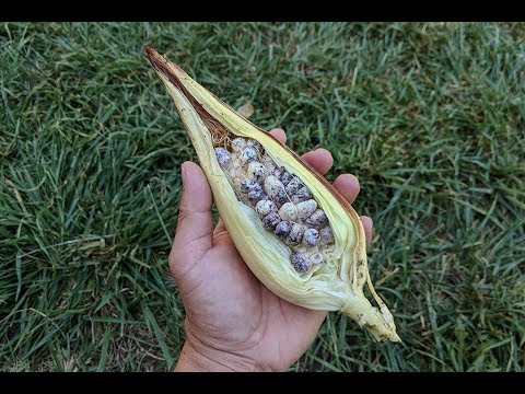 Botanical Report: Growing K'uyu Chuspi Corn (in Southern California ...