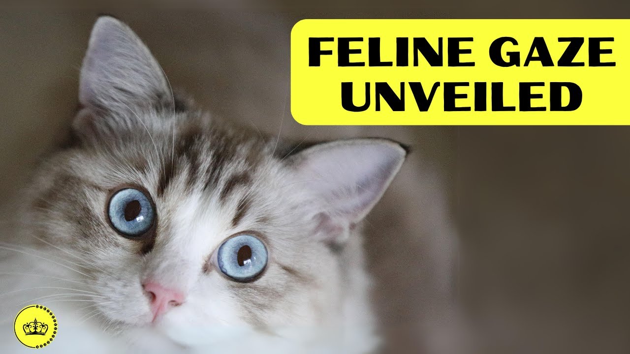 The Mystery Behind the Feline Gaze: Discover Why Your Cat Observes You ...