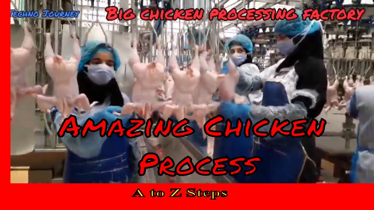 Amazing chicken processing factory. Modern Ultra Food Processing ...