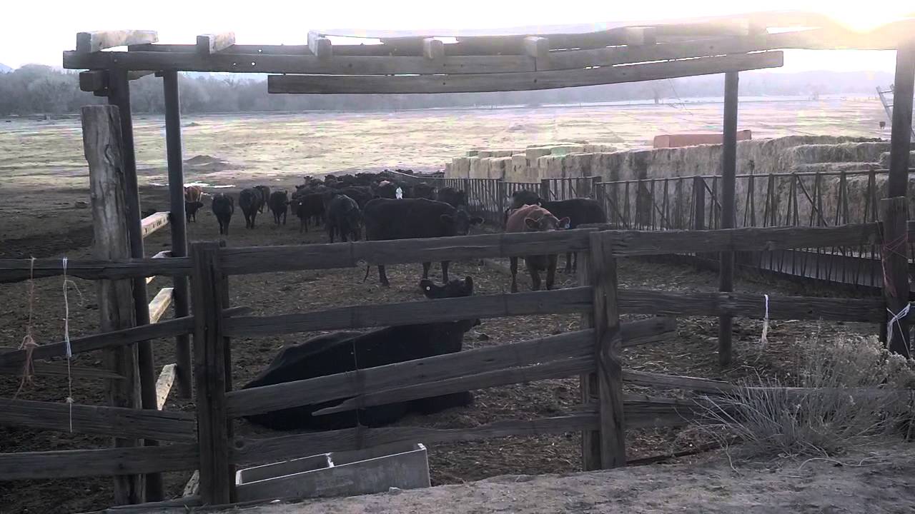 Cows at Kemper Campbell Ranch - YouTube