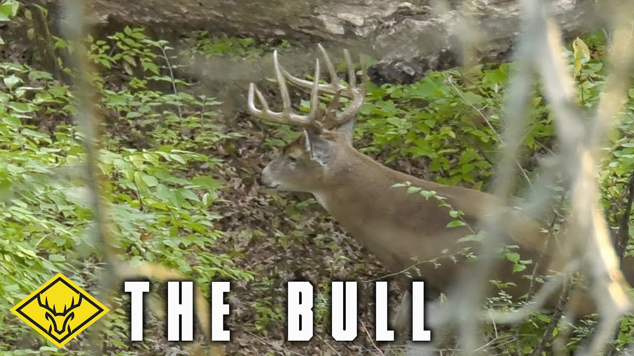 THE BULL | Closing in on a GIANT Ghost Buck... - YouTube