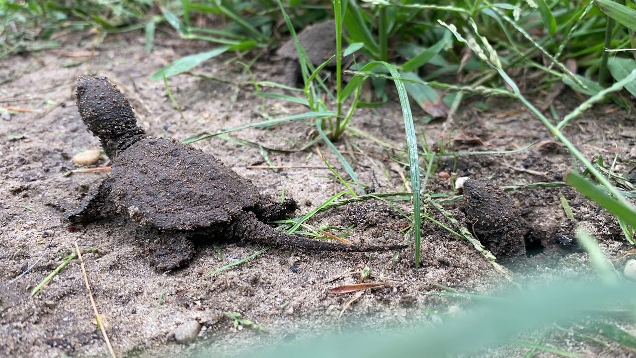 Baby Snapping turtles hatching! - YouTube