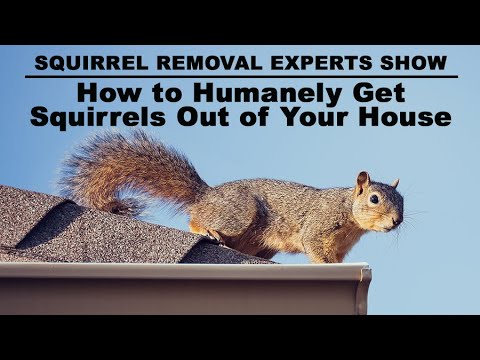 How to Humanely Get Squirrels Out of Your Attic, Roof & Chimney [Tips ...