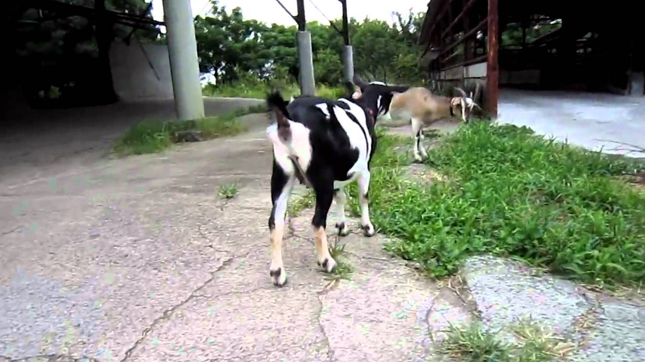Rural Caprine Farm - YouTube