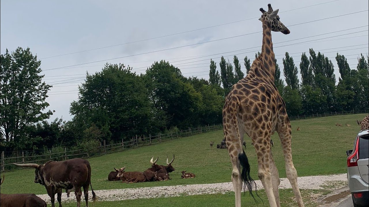 Z życia Drzewiarza. Safari Zoo Czechy/Dvůr Královè Zoo /Wakacje 2024 ...