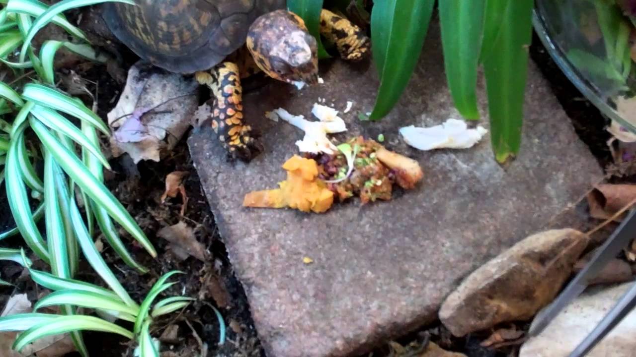 5-5 Box turtle care -feeding Sparky - YouTube