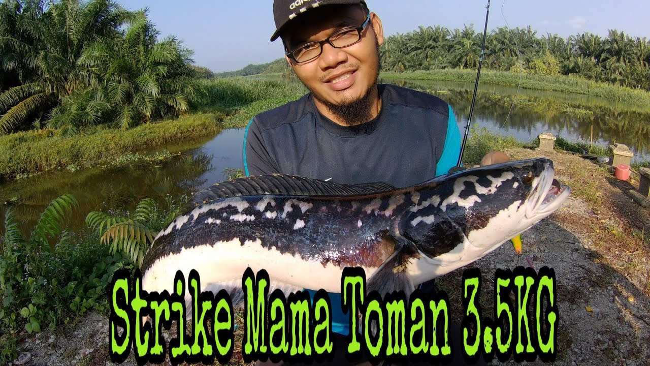 Strike Mama Toman@Giant Snakehead 3.5Kg di Port BUAYA!!! Episode -9 ...