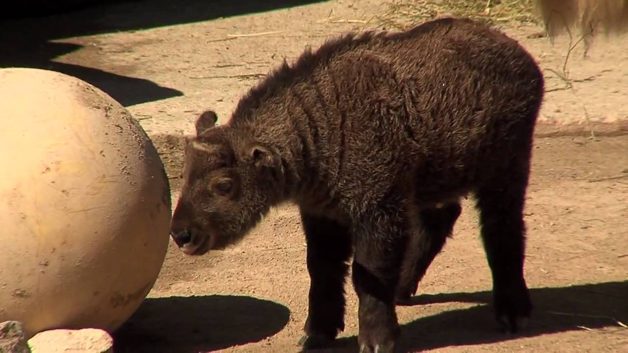 Cute Baby Takin-Cincinnati Zoo - YouTube