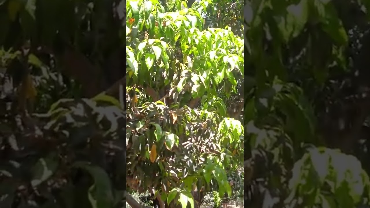 mango trees all||called these chosa mango veriety of mango||aam ka ...
