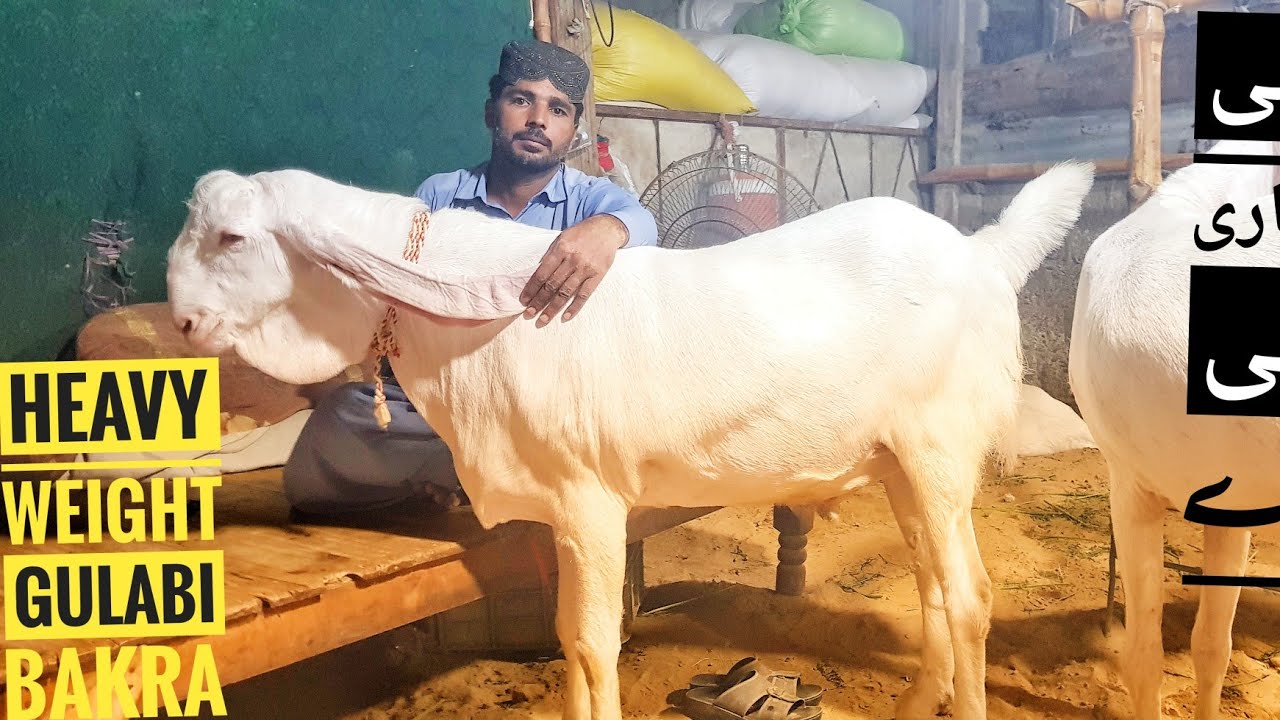 Heavy weight quality goats for qurbaani (sacrifice) - YouTube
