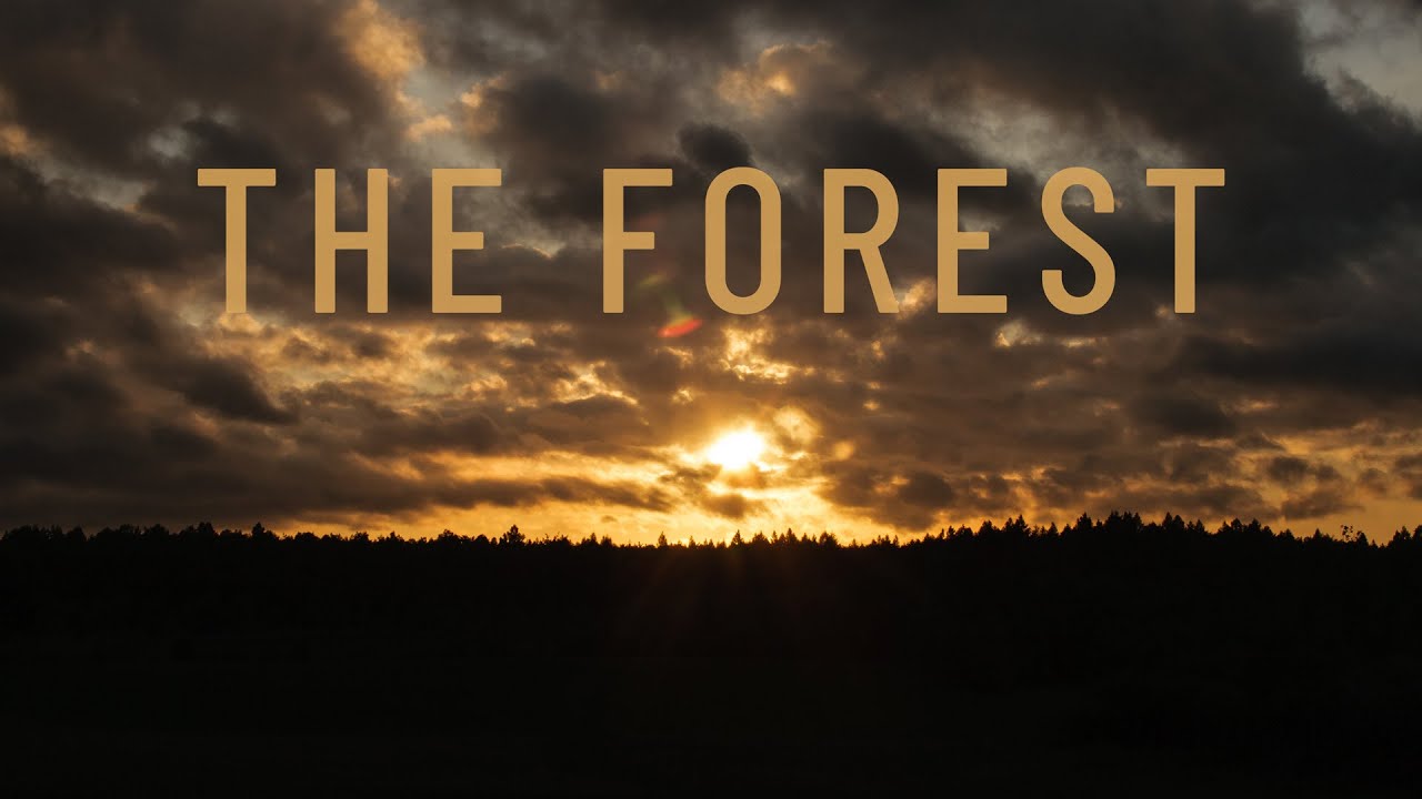 THE FOREST - A short film about nature, our teacher. - YouTube