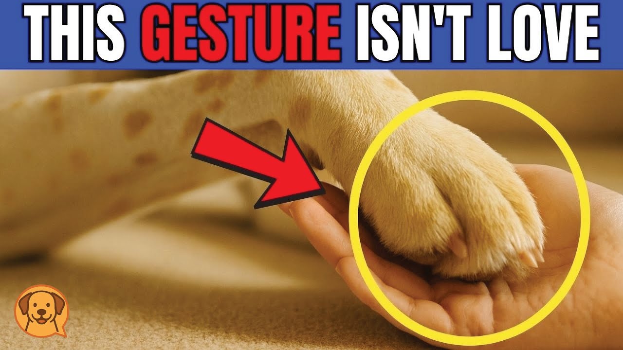 Why Dogs Place Their Paw on You – A Tiny Act with Deep Meaning - YouTube