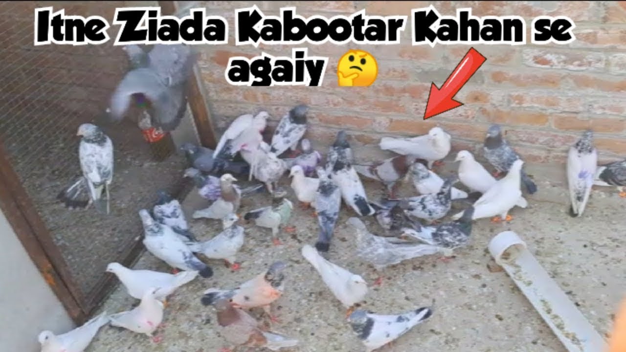 Flight to a New Home | kabootar small setup | piegons home@mrblog2626 ...