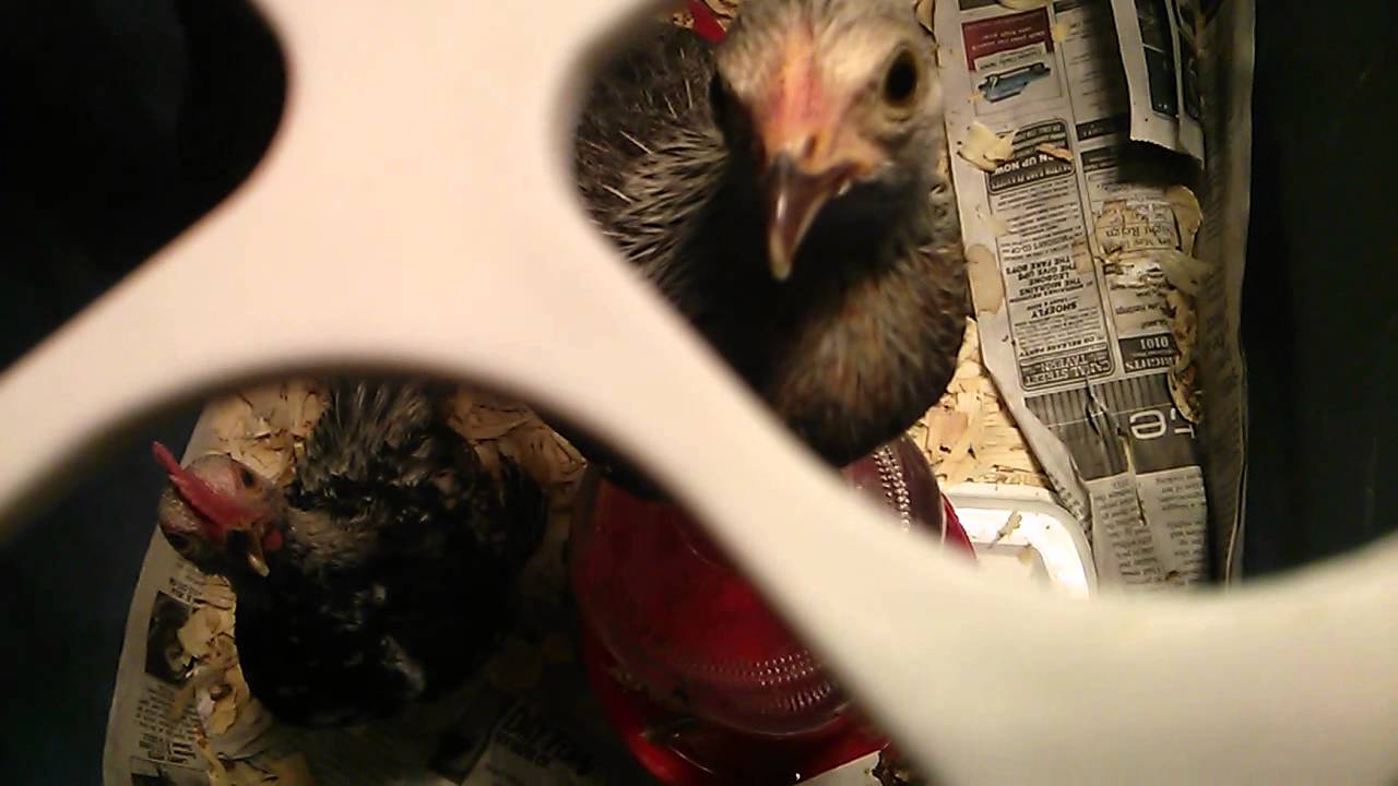 Old English Game Bantam Cockerel (Rooster) Crowing - YouTube