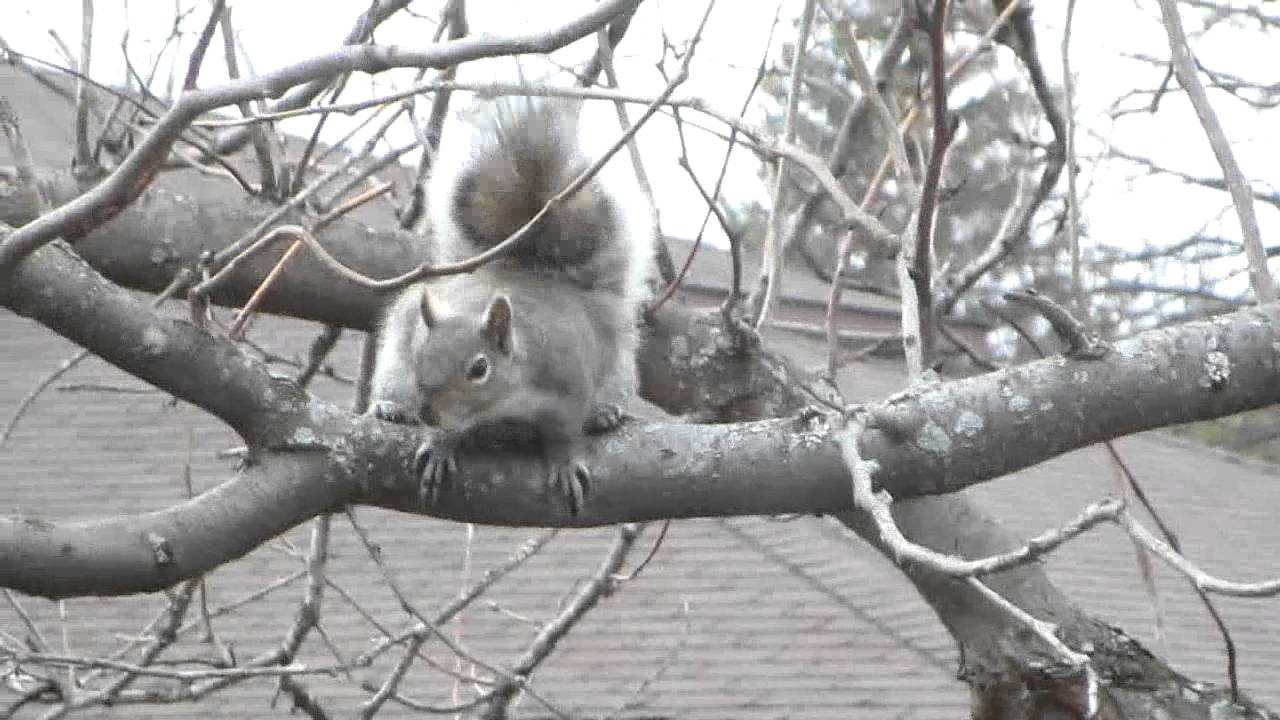 Pissed off Squirrel Part 2 - YouTube