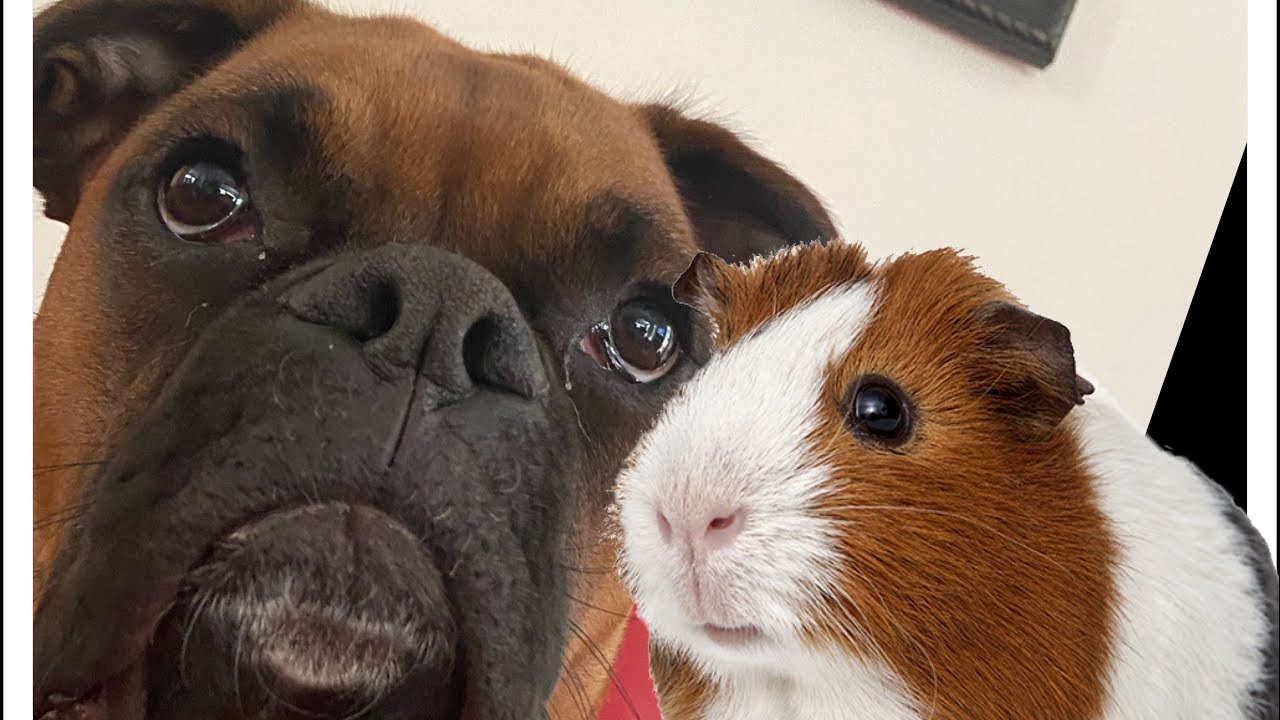Watcher of the Pigs: Boxer Dog Guinea Pigs - YouTube