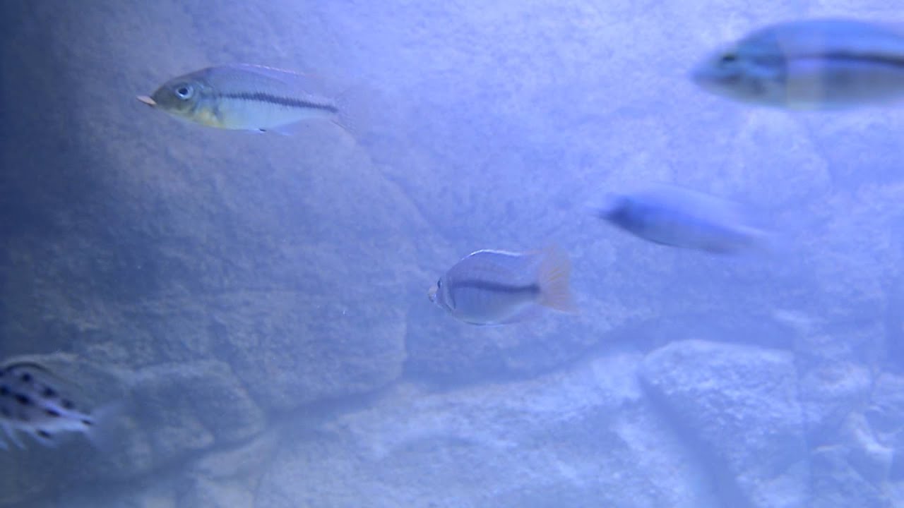 Protomelas Labridens vs Fenestratus Tiger Nkada HD VIDEO - YouTube