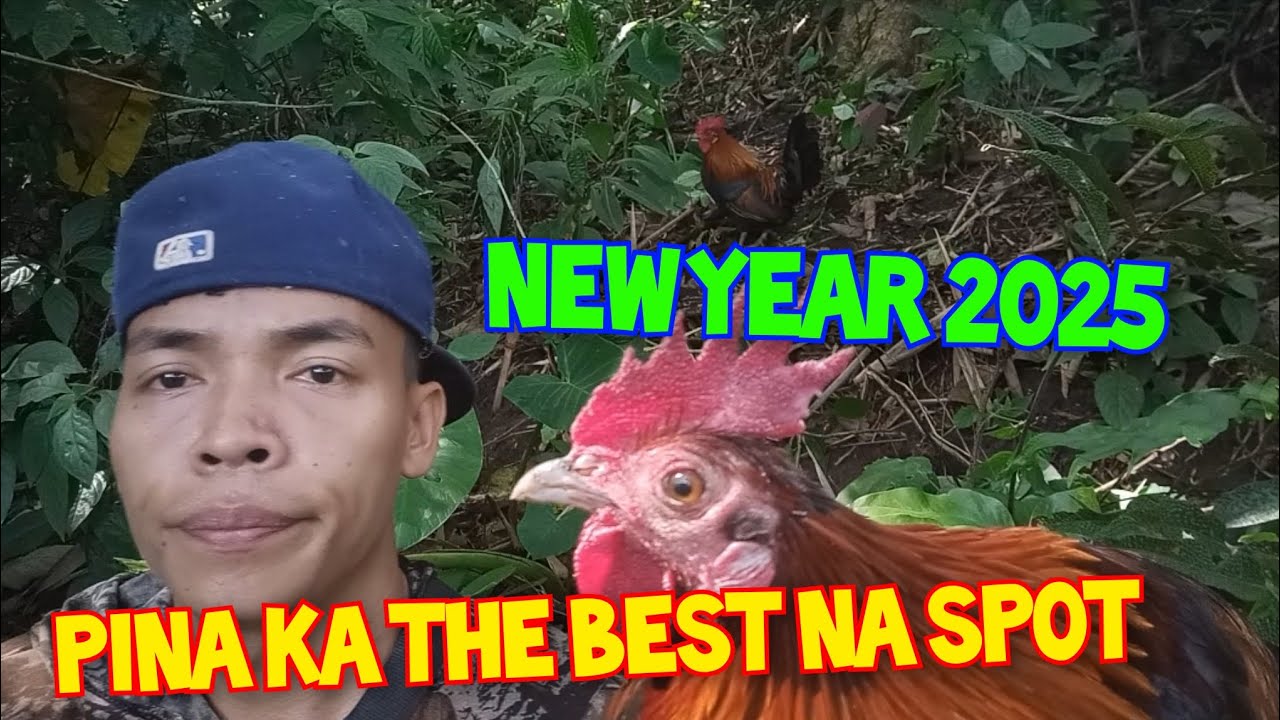 binalikan Ang spot na maraming labuyo/ Red jungle fowl/manok labuyo ...