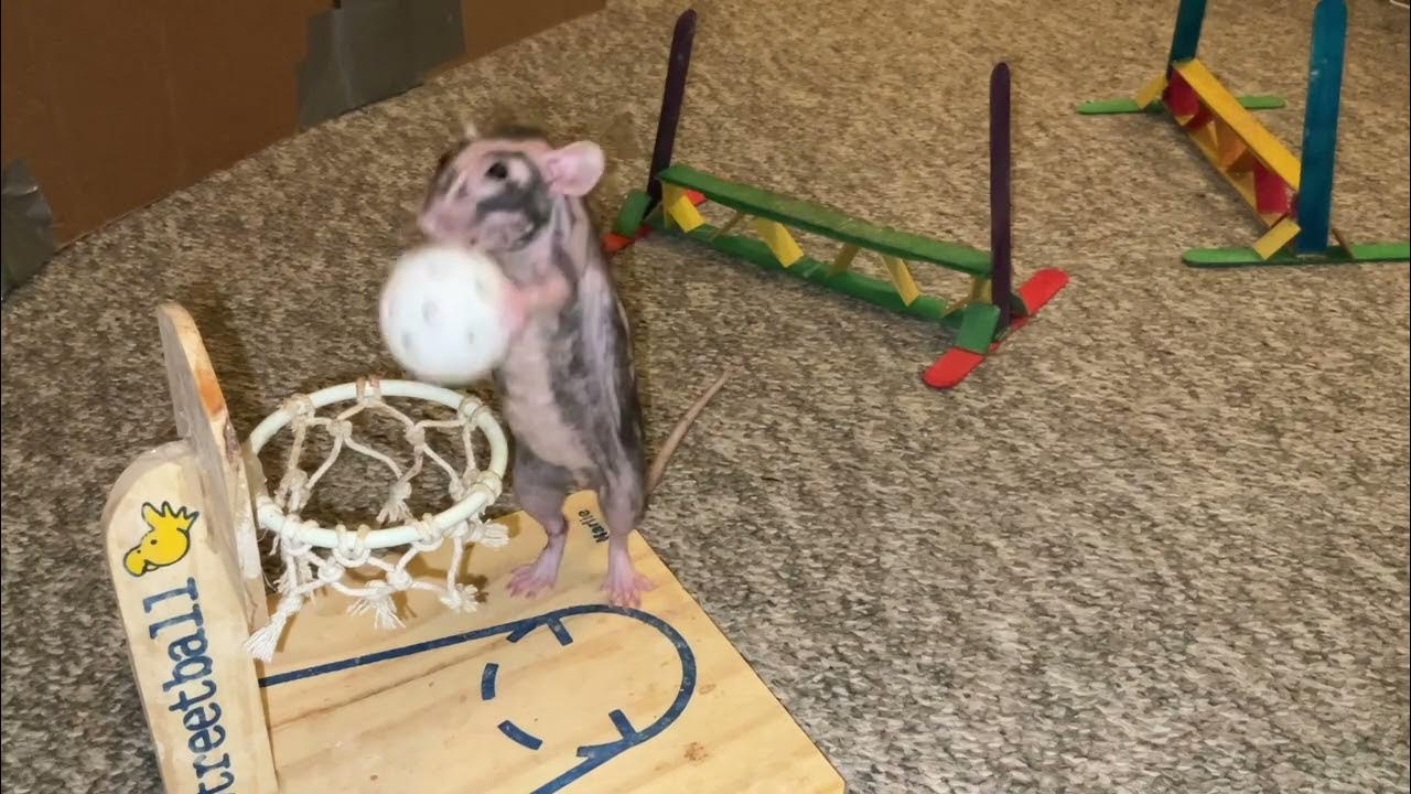 Basketball fun with Toast, Raisin, and Popcorn! - YouTube