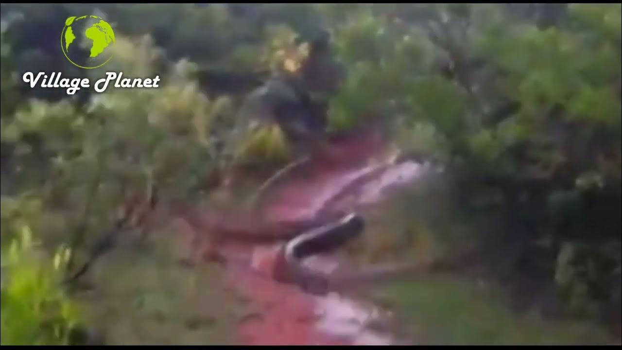Giant Anaconda Snake Tirunelveli Kadayanallur Forest | Village Planet #BigPython #Snake #python ...