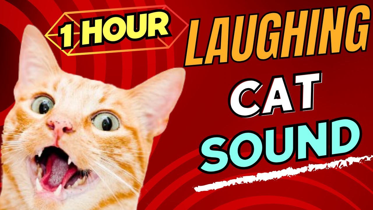 Gato riendo meme xdxd (1 hora) / laughing cat meme sound effect 1 hour ...