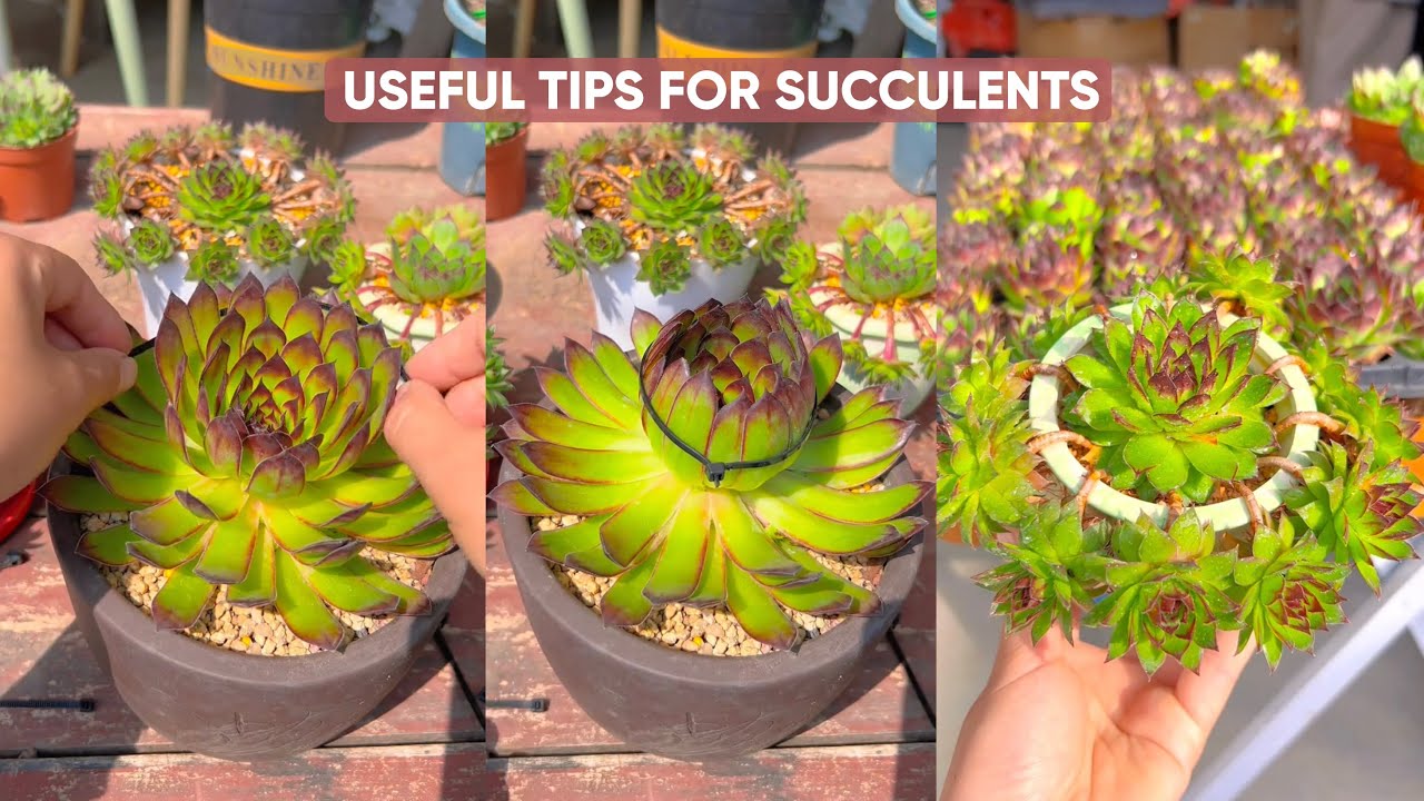 Succulent Care for Beginners: Essential Tips to Keep Them Alive! 🪴 ...