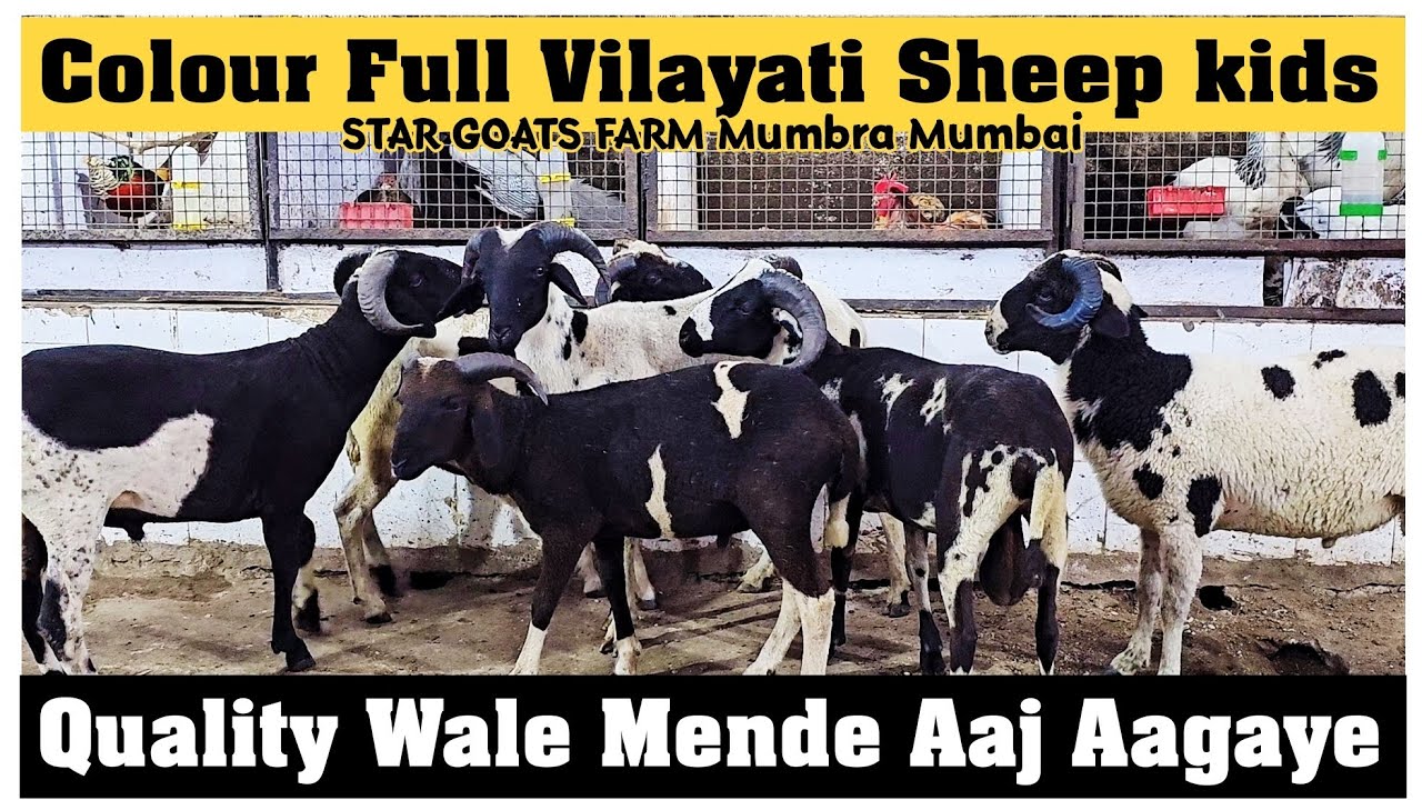 Colour Full Vilayati Sheep Kids 😊 Quality Wale Mende Aagaye. STAR GOATS ...